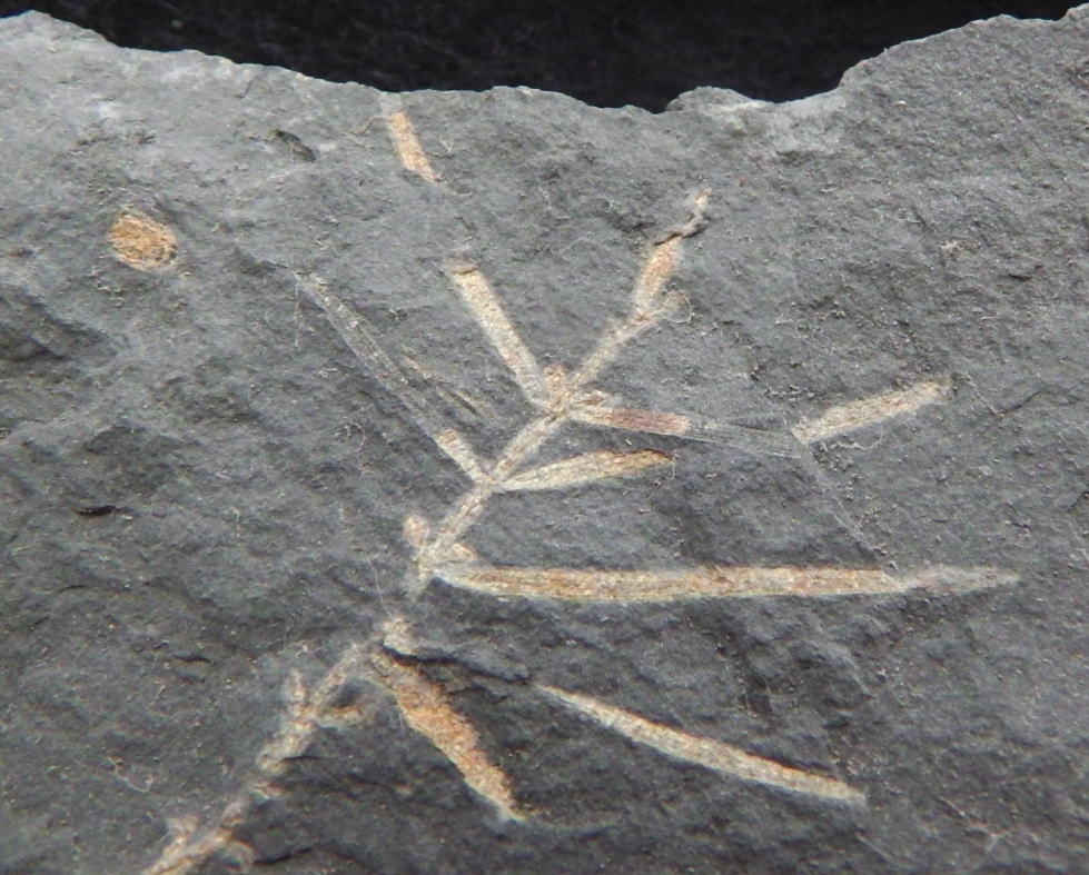 山口県の自然史: ジュラ系豊浦層群阿内層から産出した球果目Elatocladusの枝葉（A Jurassic Elatocladus ...