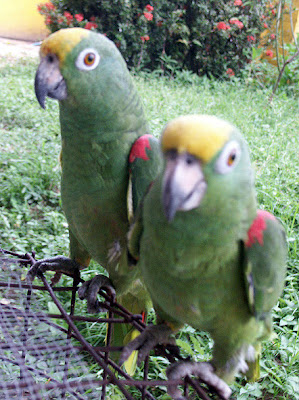 A Trini Inspired By Nature: Naturalist Notes: Yellow-crowned Parrots