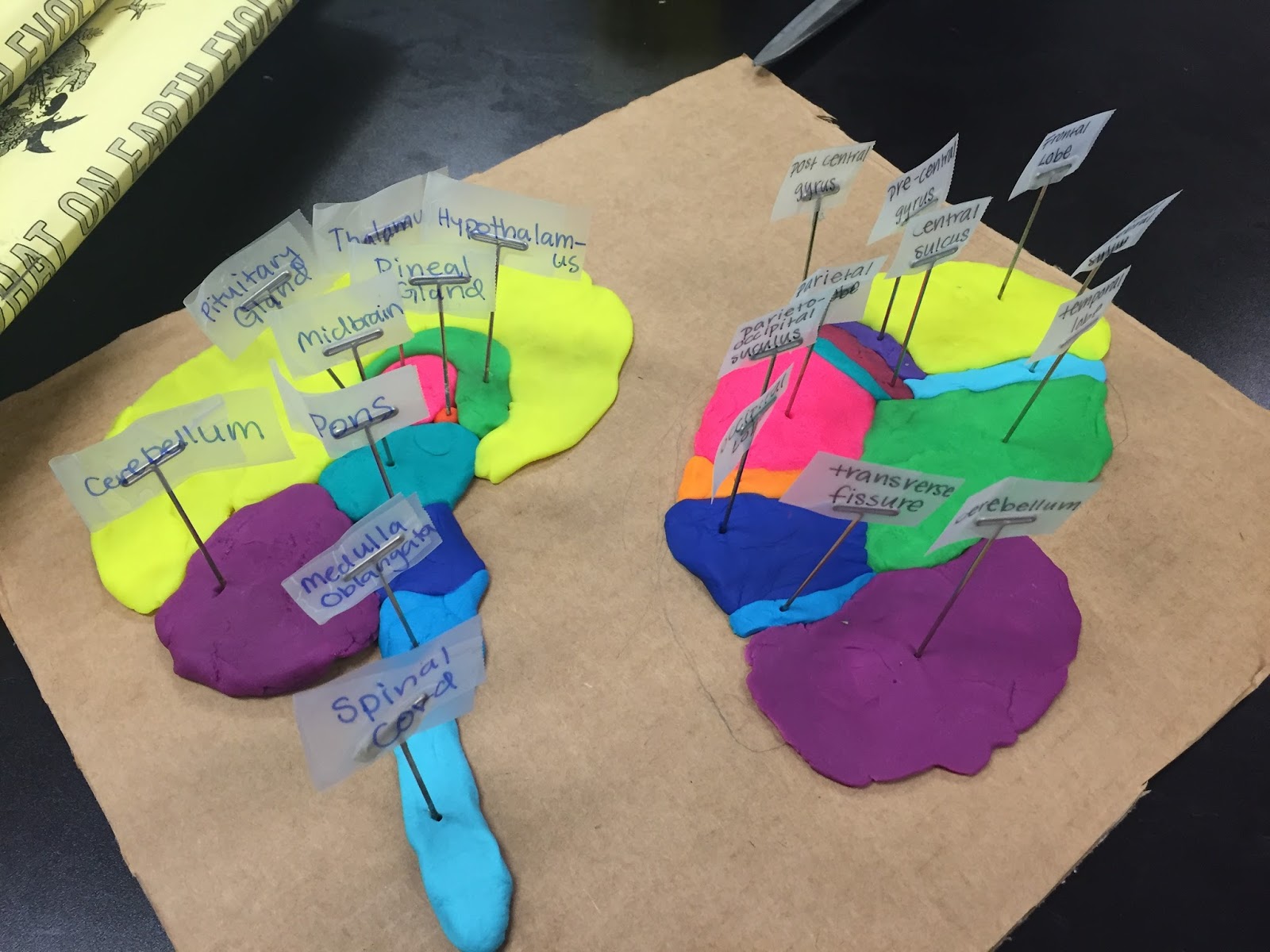 Anatomy and Physiology Blog: The Clay Brain
