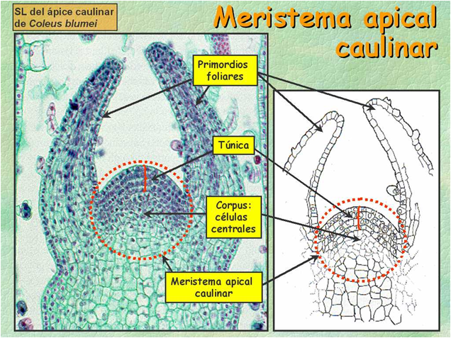 Meristema Apical Da Raiz