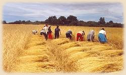 Avantales: La siega (1)