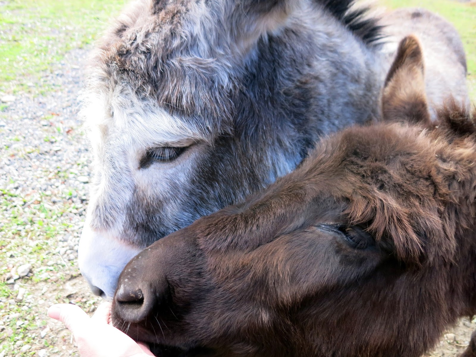 The Dancing Donkey: Trick or Treaters