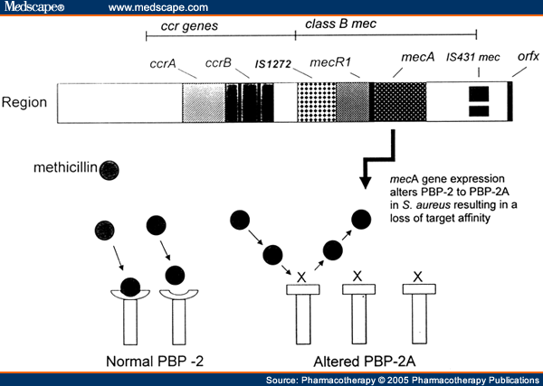 Microbiologia Vale do Aço: RESISTÊNCIA AOS BETALACTÂMICOS MEDIADA POR ...