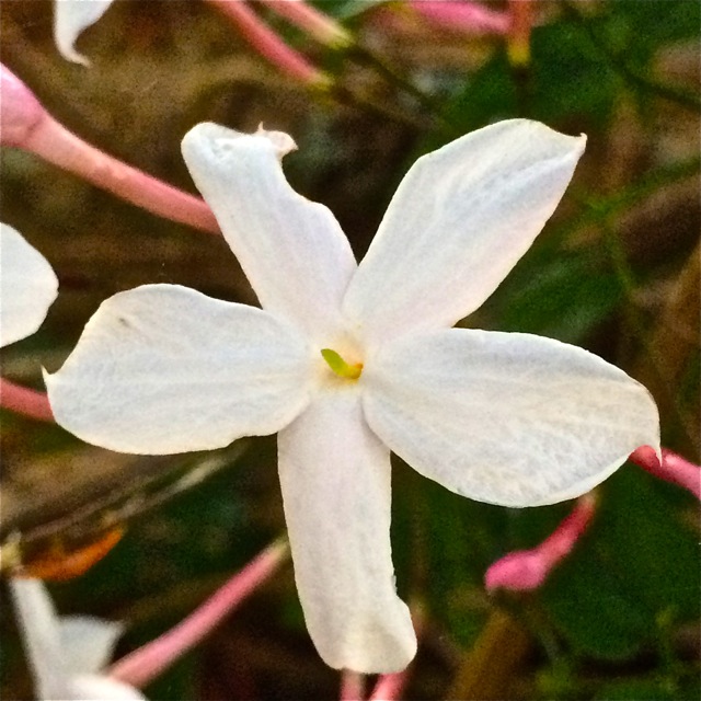 Rustnstuff: Early birds and blossoms….