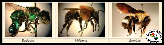 Meliponário da Paz: As abelhas sem ferrão Brasileiras. (ASF)