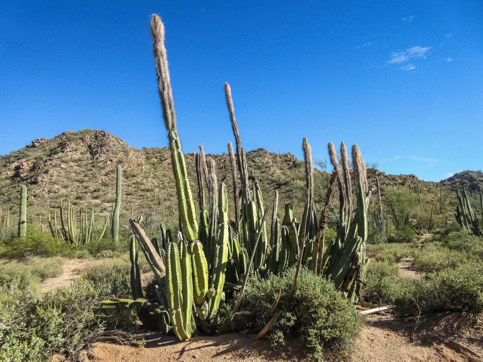 Cannundrums: Senita Cactus - Organ Pipe Cactus Nat'l Monument