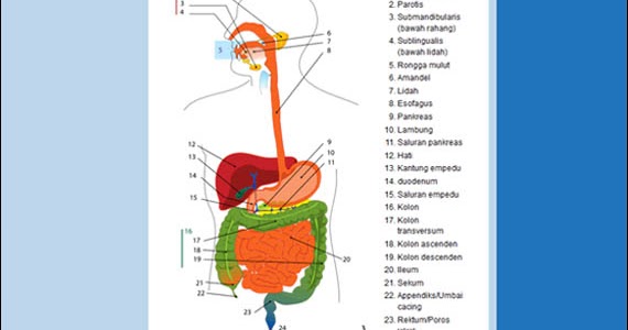 Bagian-bagian Organ Pencernaan Manusia Lengkap Dengan Penjelasan, Gambar Dan Fungsinya - Materi ...