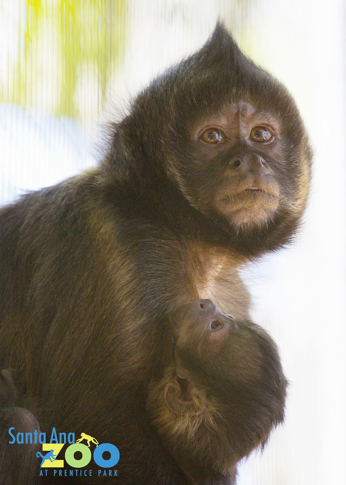 The Santa Ana Zoo at Prentice Park: Endangered Monkey Born at Santa Ana ...