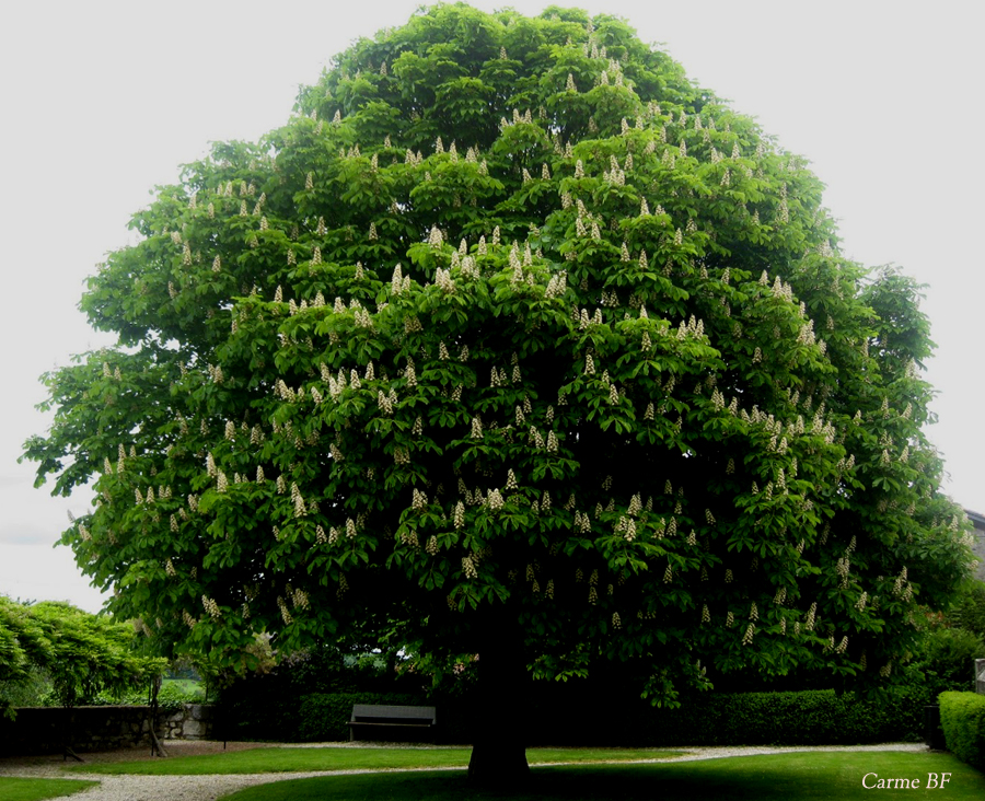 faig clic: Símbolos fálicos