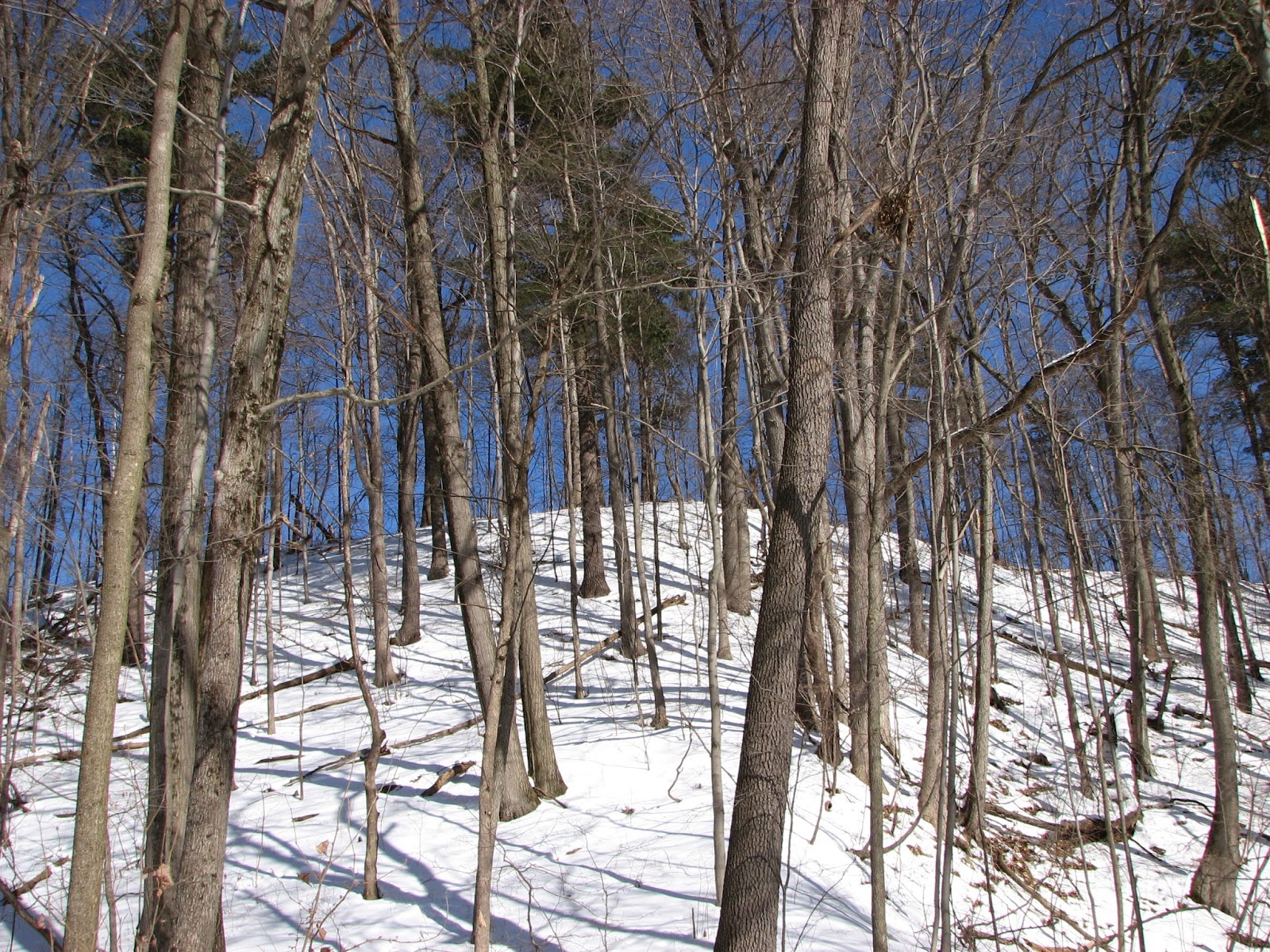 Woodside Natural Area, nature trails-WVPD. (Photos). In search of the ...