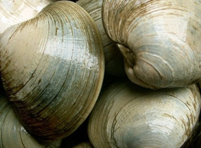 Endangered New Jersey: Reopening Shellfish Beds in NJ After Hurricane Sandy