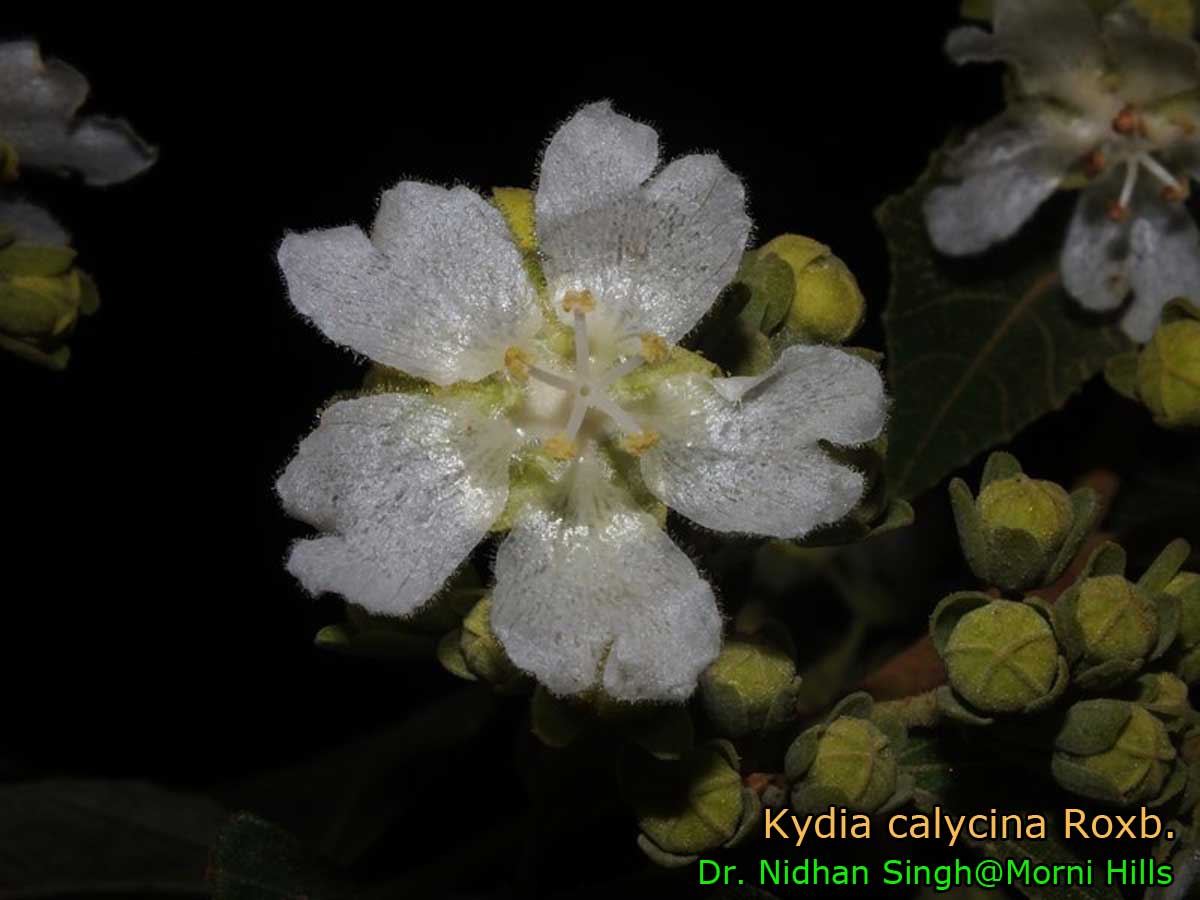 Medicinal Plants: Kydia calycina, pulia, pola, warang, Motihirwani