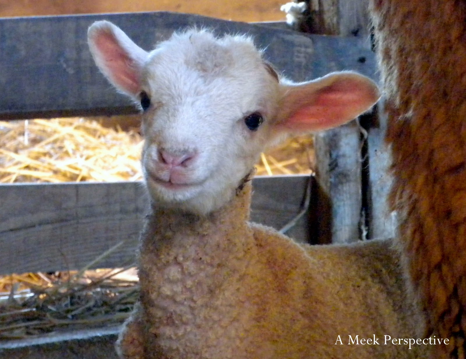 A Meek Perspective: Fall Lamb Season 2011