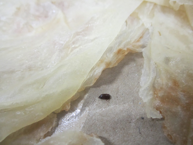 lovely: gambar kutu tepung.