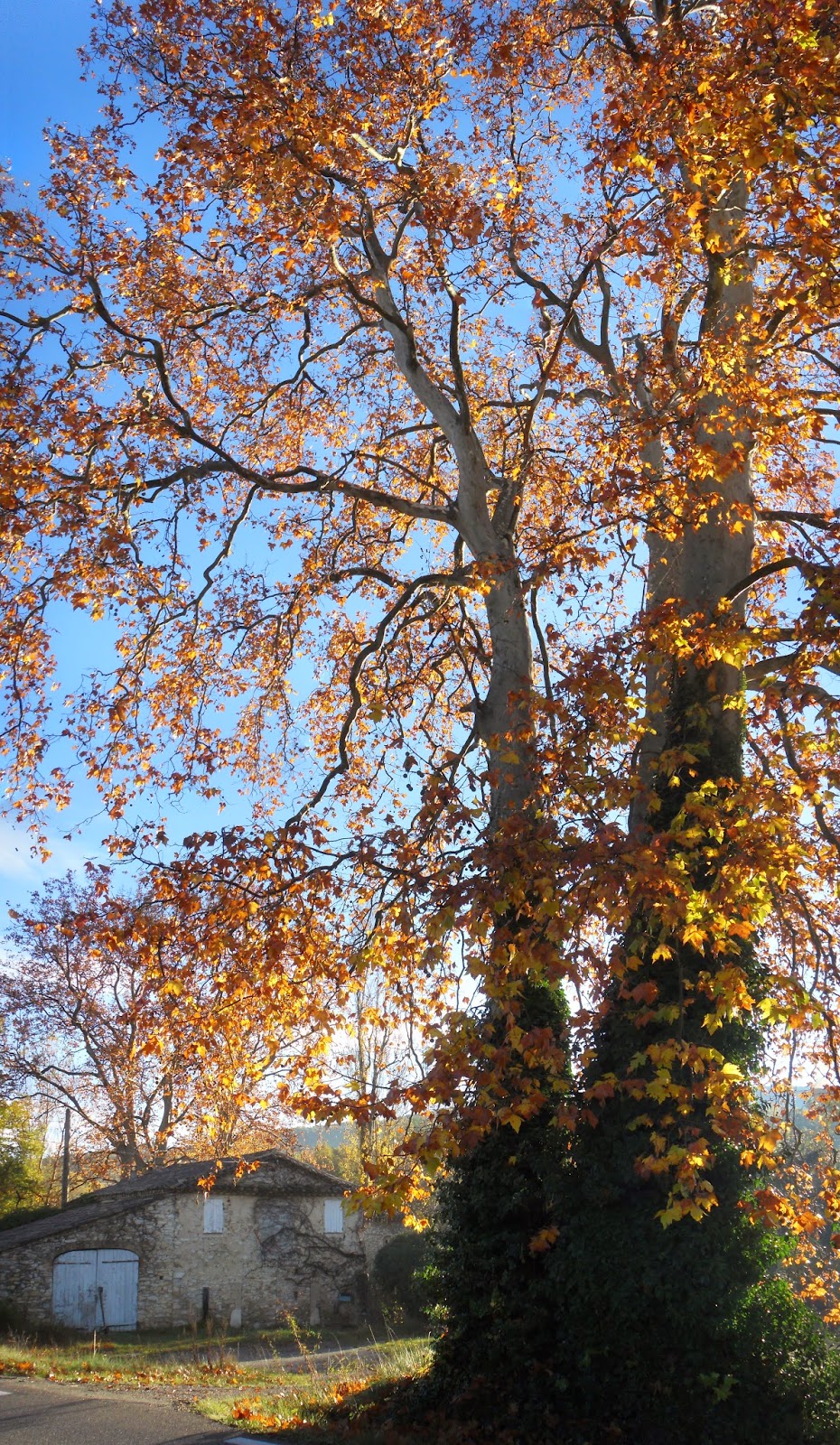 Anne MOREAU: Platane d'automne