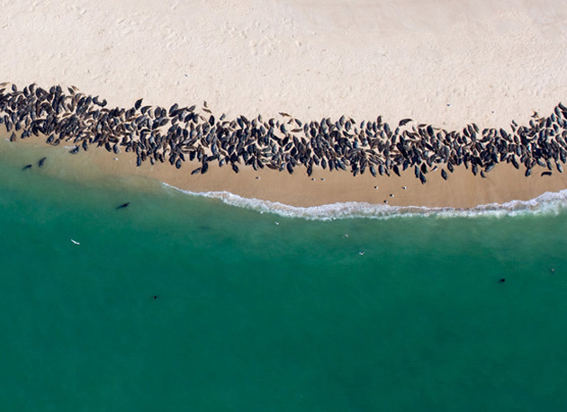 Barbara Eppich Struna: Cape Cod Creatures of the Sea