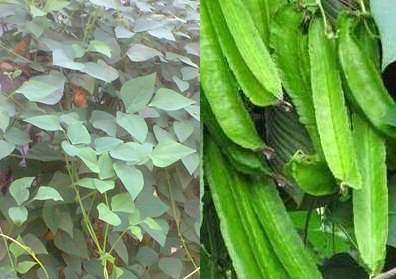 CARA MENANAM / BUDIDAYA KECIPIR | Pertanian