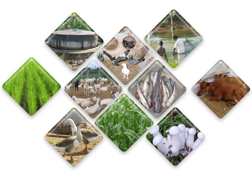 Intergrated Farming System: terobosan baru dari sistem terpadu | DPKP ...