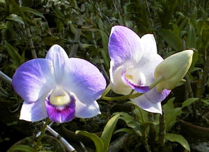 Make It Davao: Orchid Capital of the Philippines