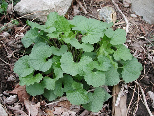 Docaitta Lifestyle: Foraging 20: Invasive Garlic Mustard
