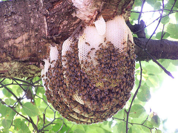 Attack by the bees - a case of mischief | Primary Two Essay (for 8 year ...