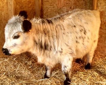 Effetto Mandela - Evidenze: La "MINI-MUCCA"!!?!