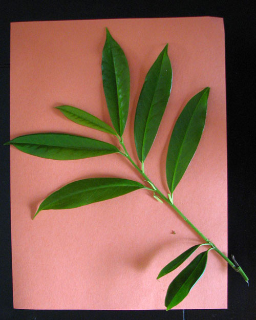 Pen, Pencil, Paper—Draw!: positive and negative contour drawing