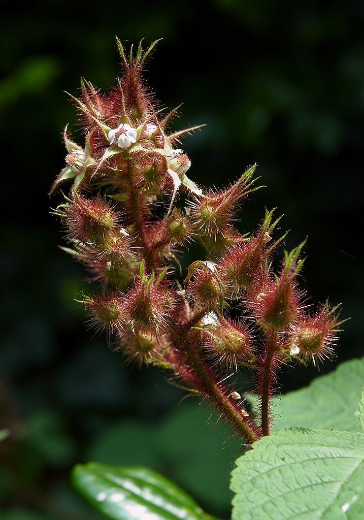 Earth and Space News: Rubus phoenicolasius: Luscious and Mellow ...