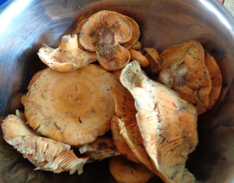 Smaki Czarka i Marioli: Rydze smażone.