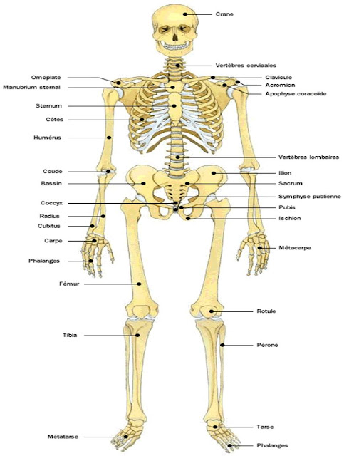 Formation infirmiers: Le squelette humain