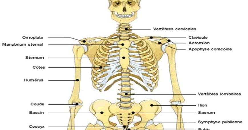 Formation infirmiers: Le squelette humain