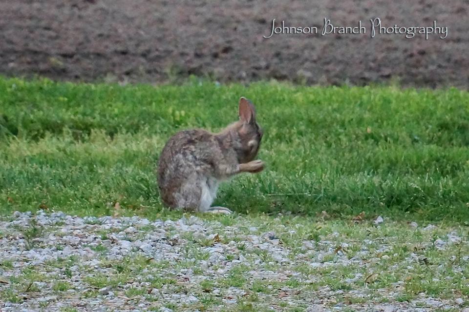 Johnson Branch Photography: Praying Bunny