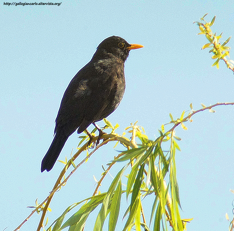 Merlo – fotografie – Blackbird – photographs – – Fotografie ed altro