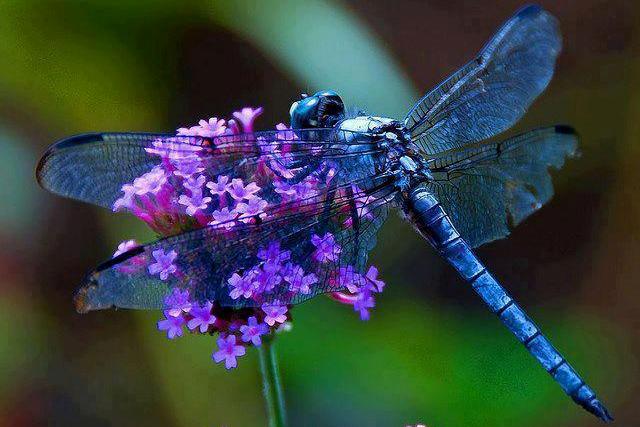 Libelulas azules - Imagui