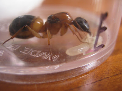Megan's Ants: Esme update (Camponotus Consobrinus queen)