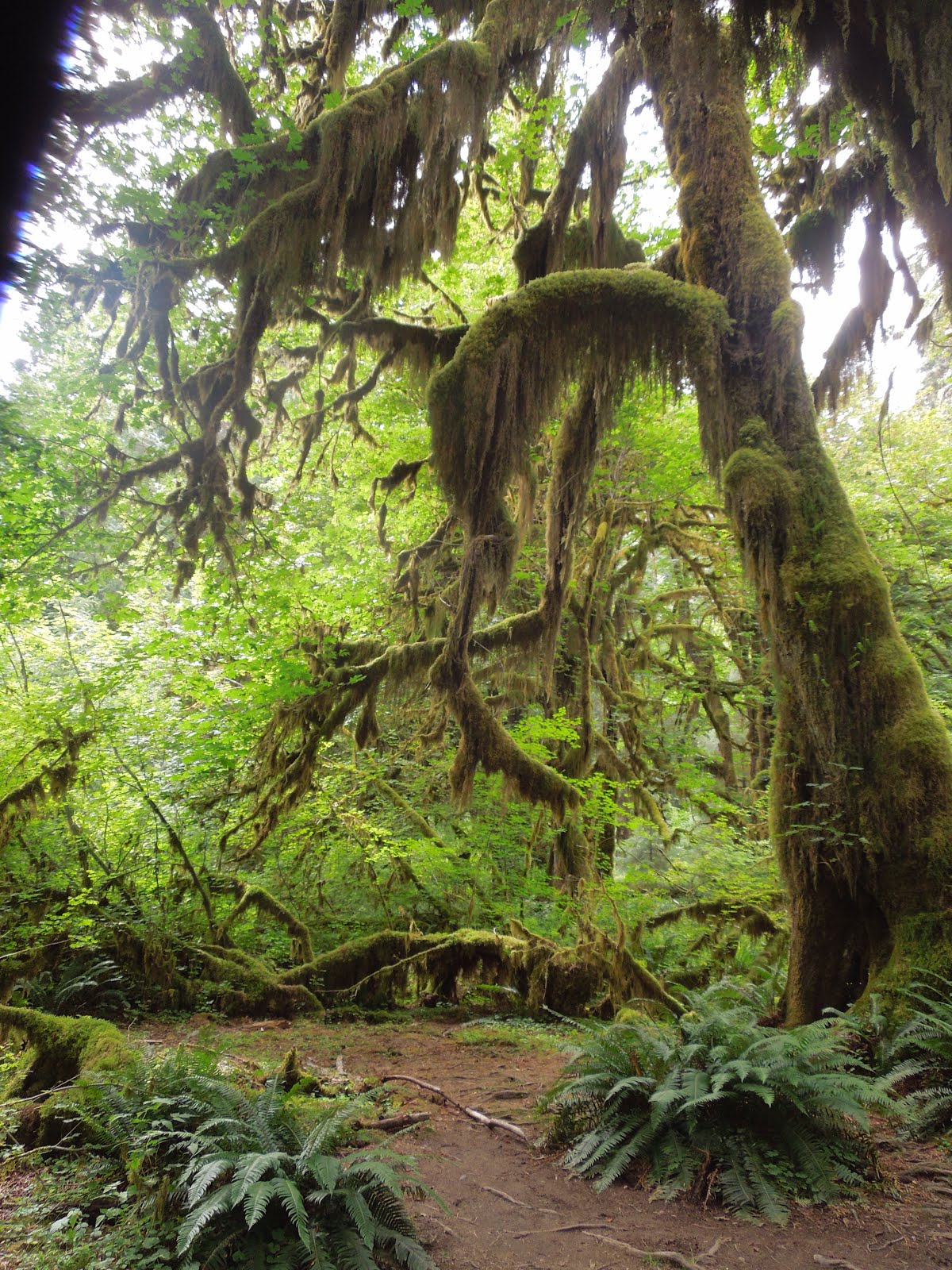 La costa y el bosque lluvioso de Olympic