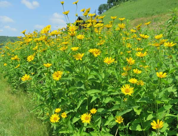 Tom's Blog: Prairie forbs in full color