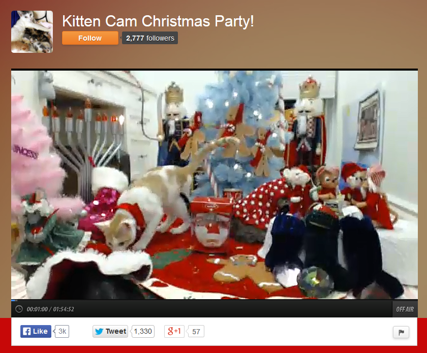 WebCams: Kitty Cams