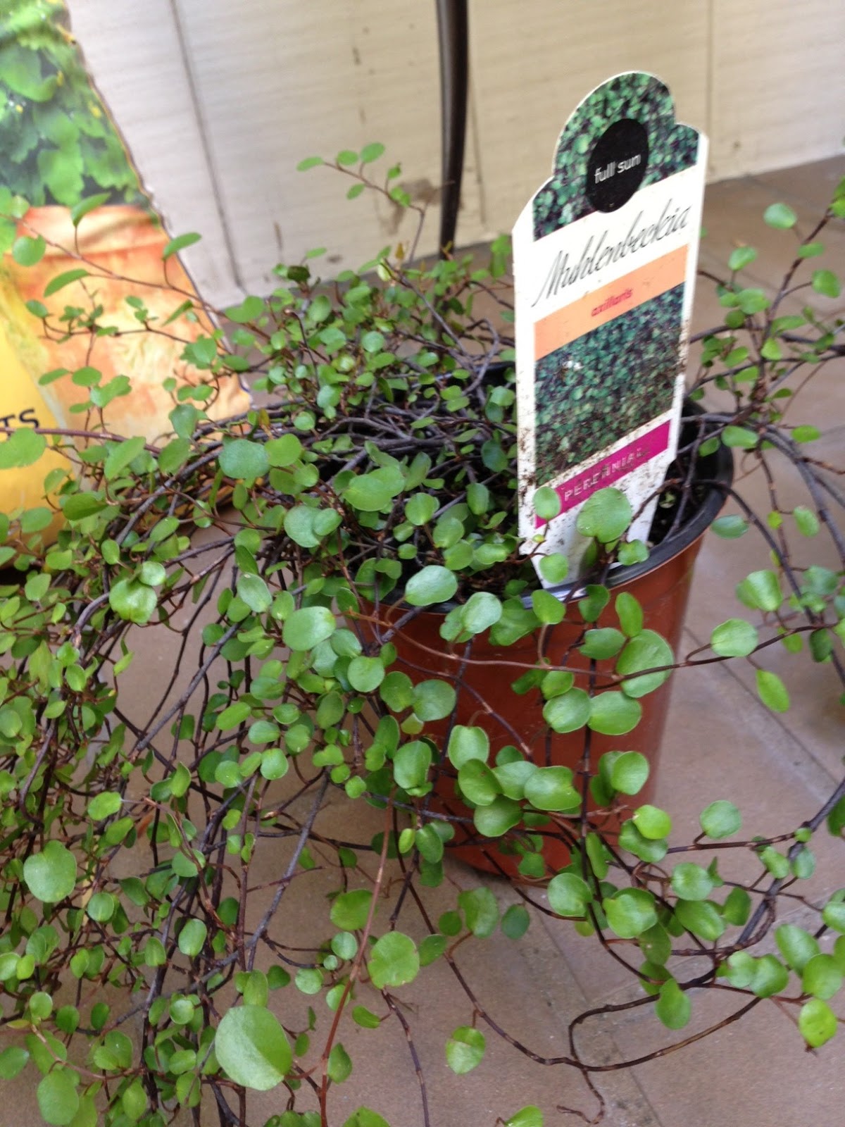 O Garden, My Garden!: The Pretty Pot: "Thriller Filler Spiller"