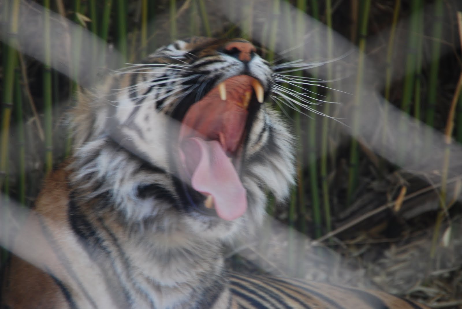 Shine Like Stars: April 2011