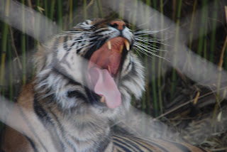 Shine Like Stars: April 2011