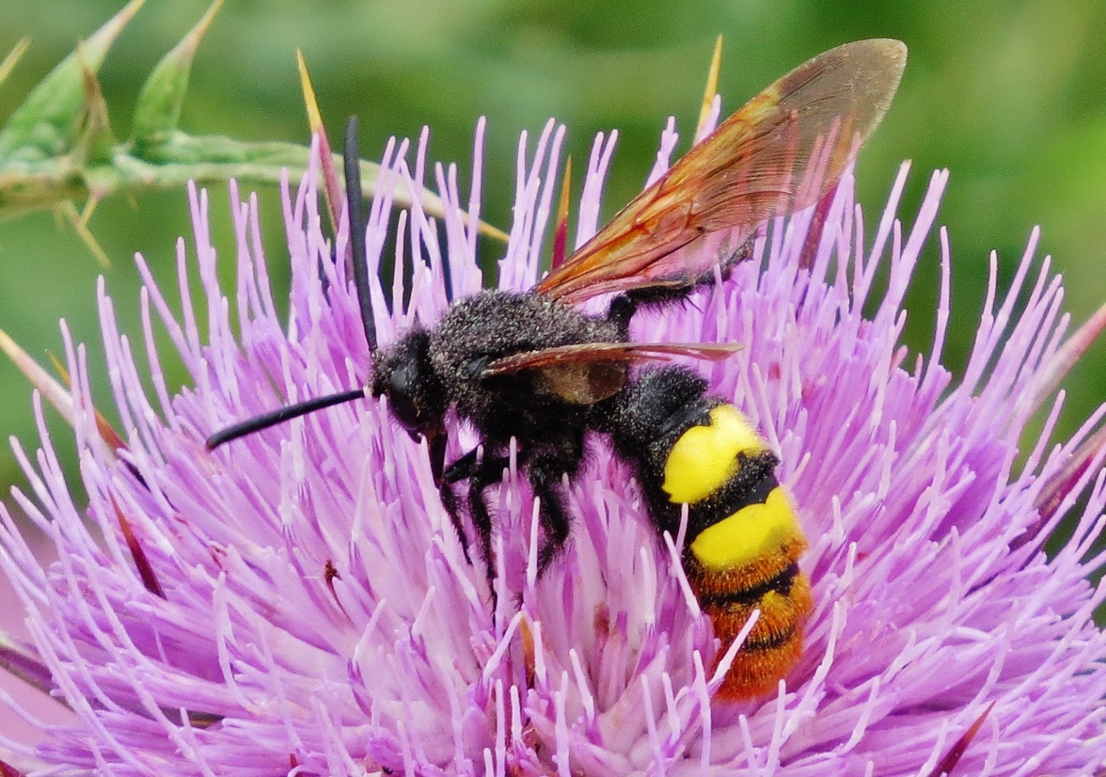 Biodiversity of Cyprus by NGO Protection of the Natural Heritage and ...