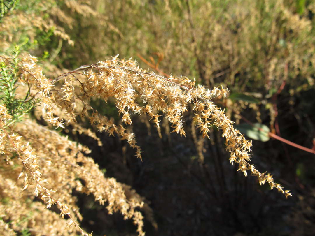 PhyloBotanist: Botany picture #204: Cassinia arcuata