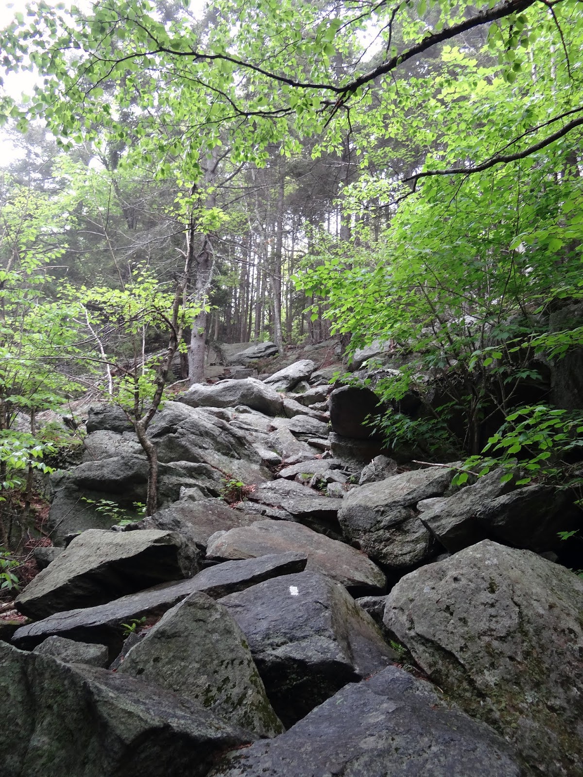 mt monadnock monadnock state park NH 52wav Hiking Conditions