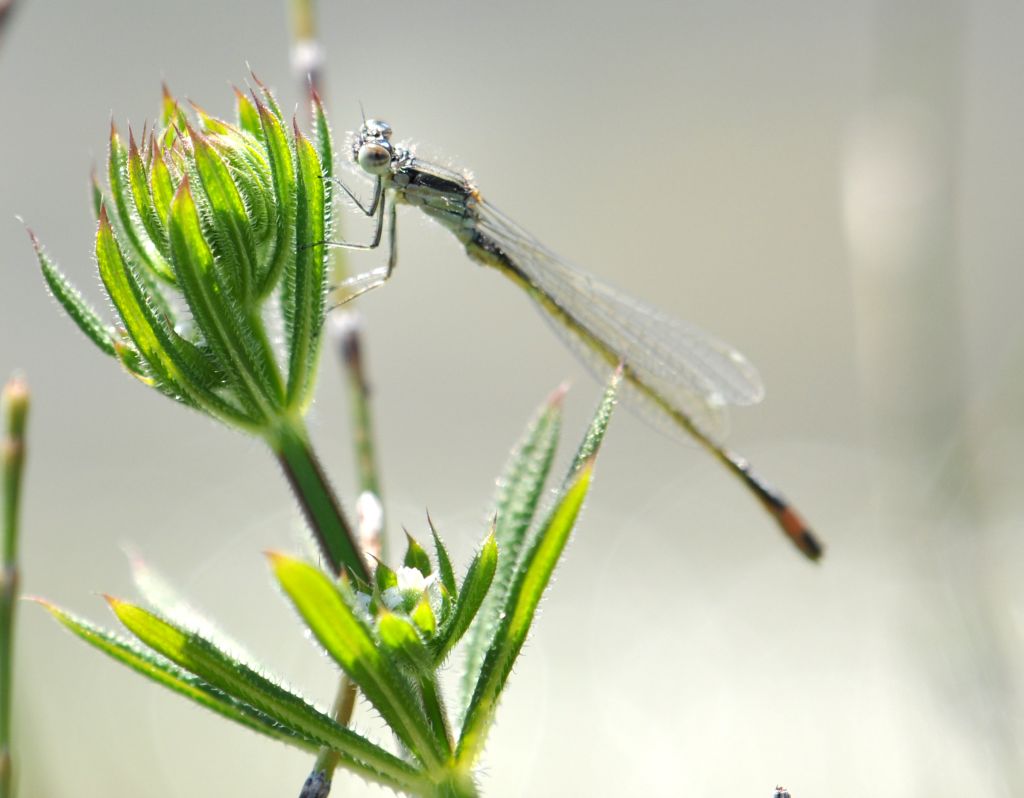 Jorgen's World: Plant with Maiden Fly