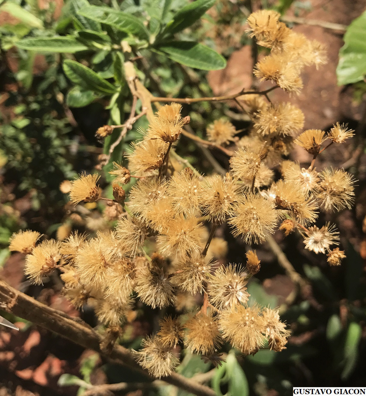 Viveiro Ciprest - Plantas Nativas e Exóticas: Assa Peixe ( Vernonia ...