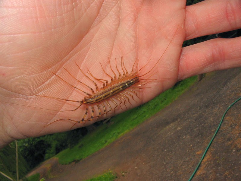 Tavallista elämää Ohiossa: Päivän inhotus! Hämähäkkijuoksijainen (House centipede)