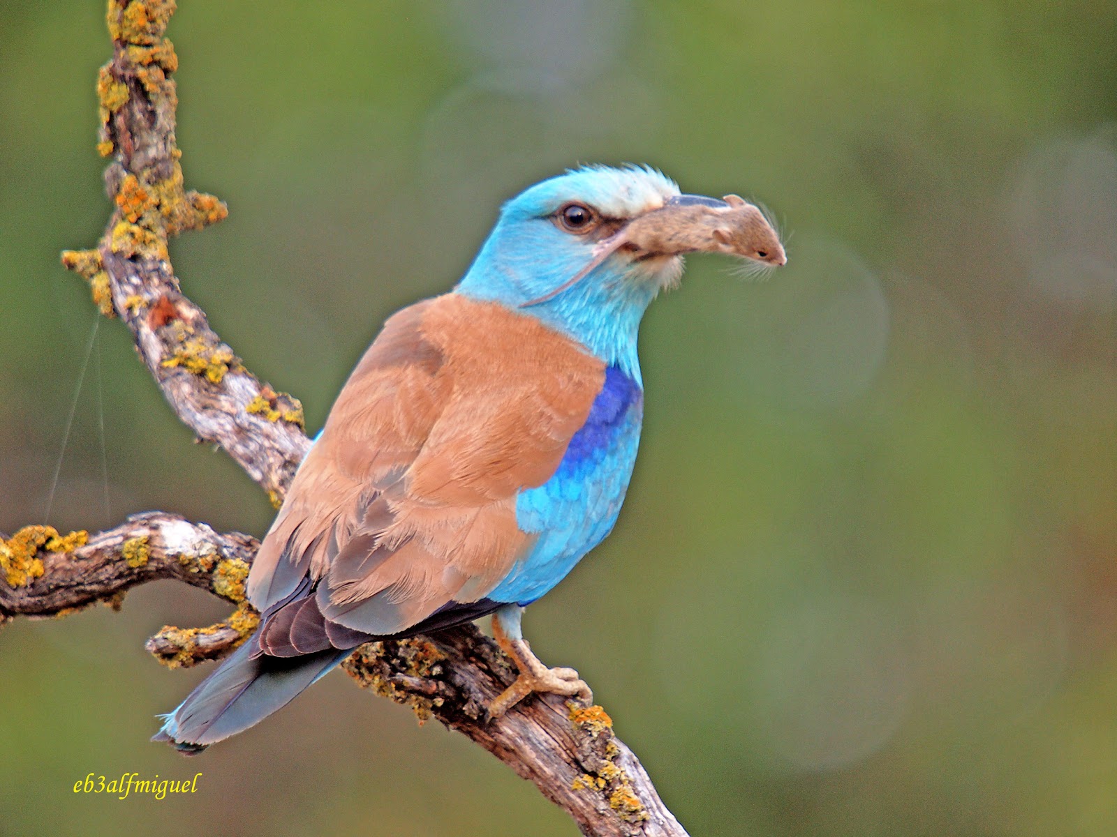 MIS AMIGAS LAS AVES: Carraca europea (Coracias garrulus)