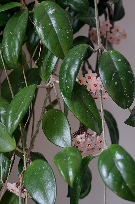 Hoja (hoya) kwiaty - Fikusy, storczyki, bonsai, draceny, a także ...