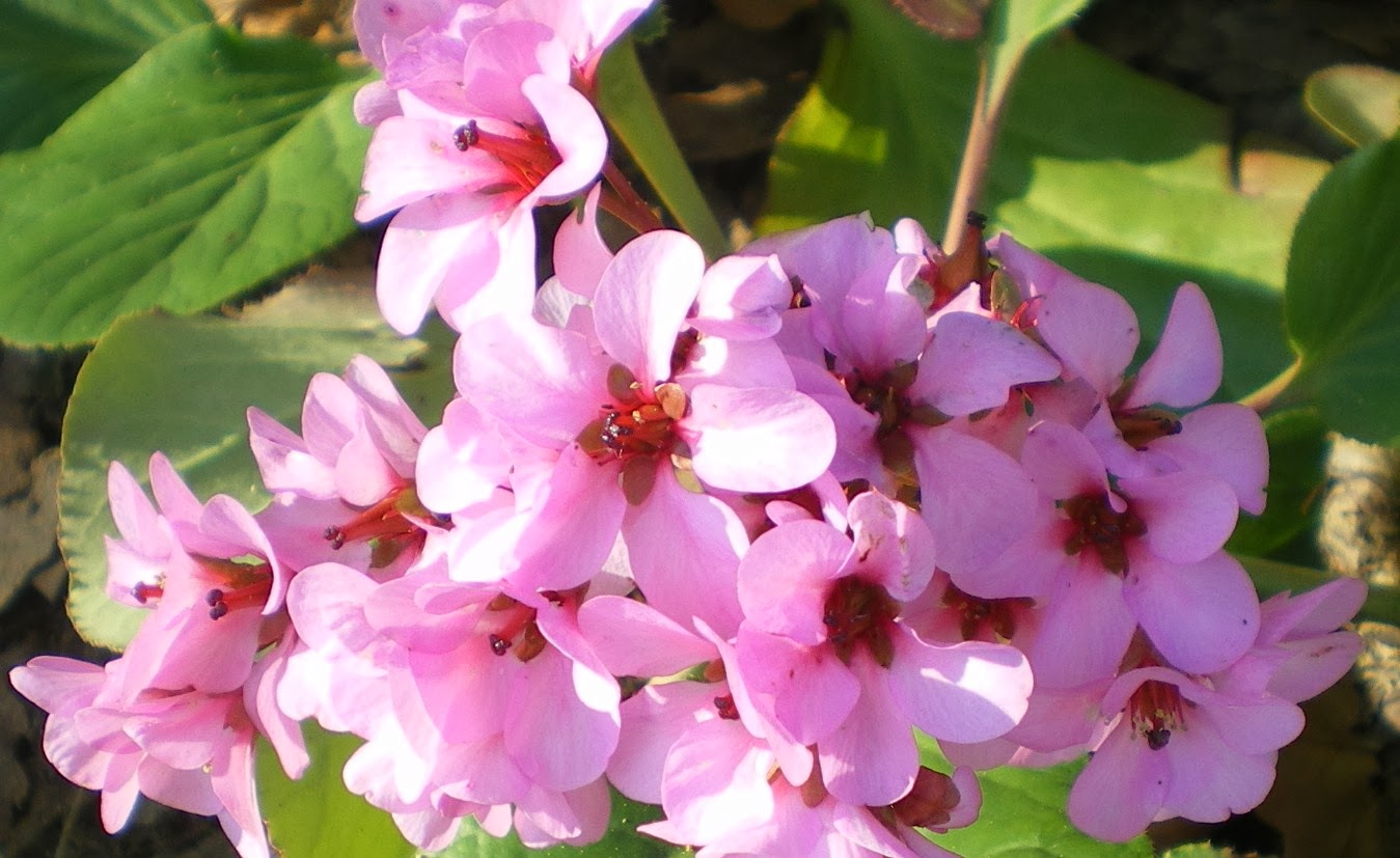 HORTA À PORTA: BERGENIA (BERGÉNIA)